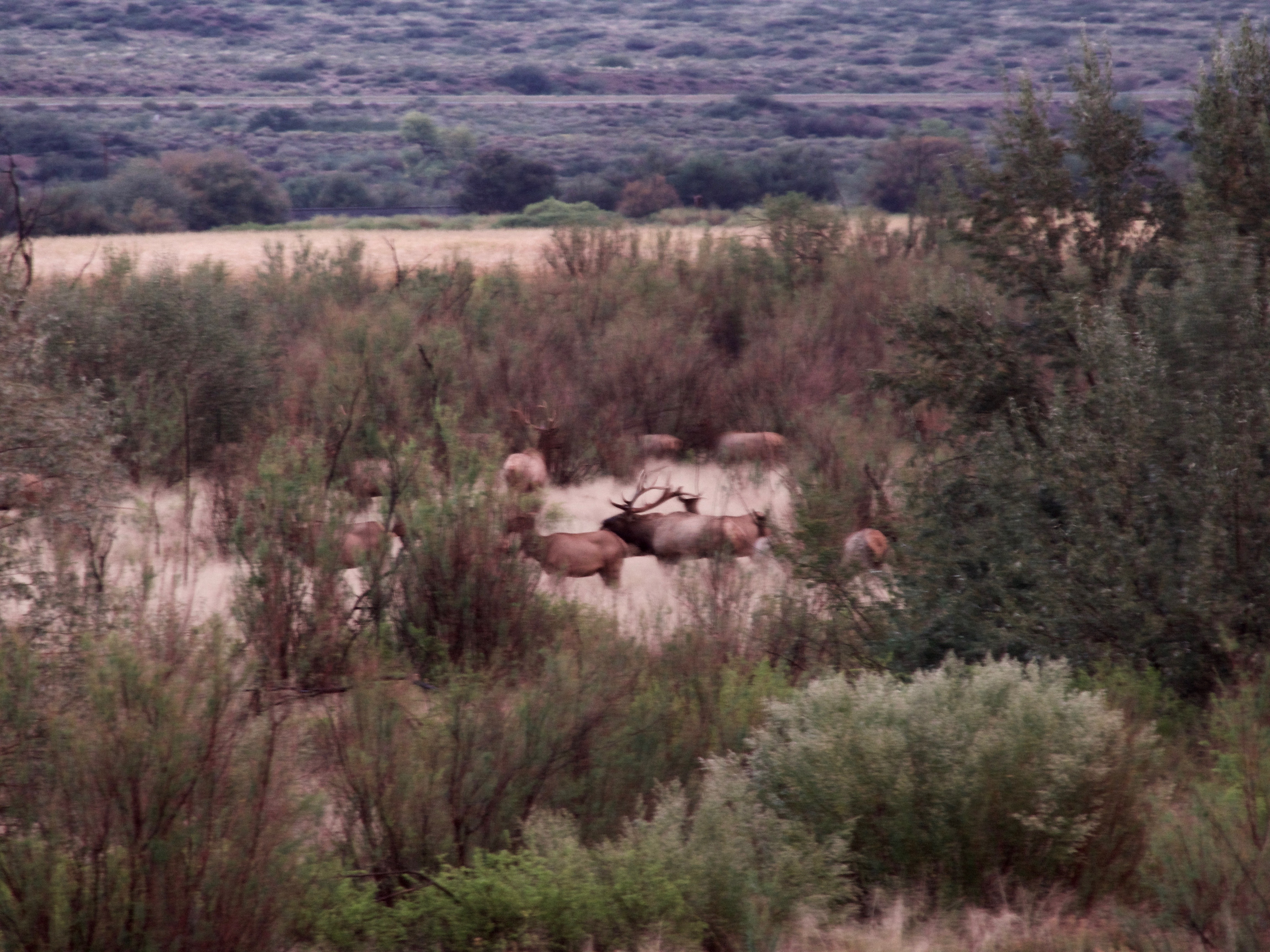 Big Game Hunting - Tinnin Hunt Club