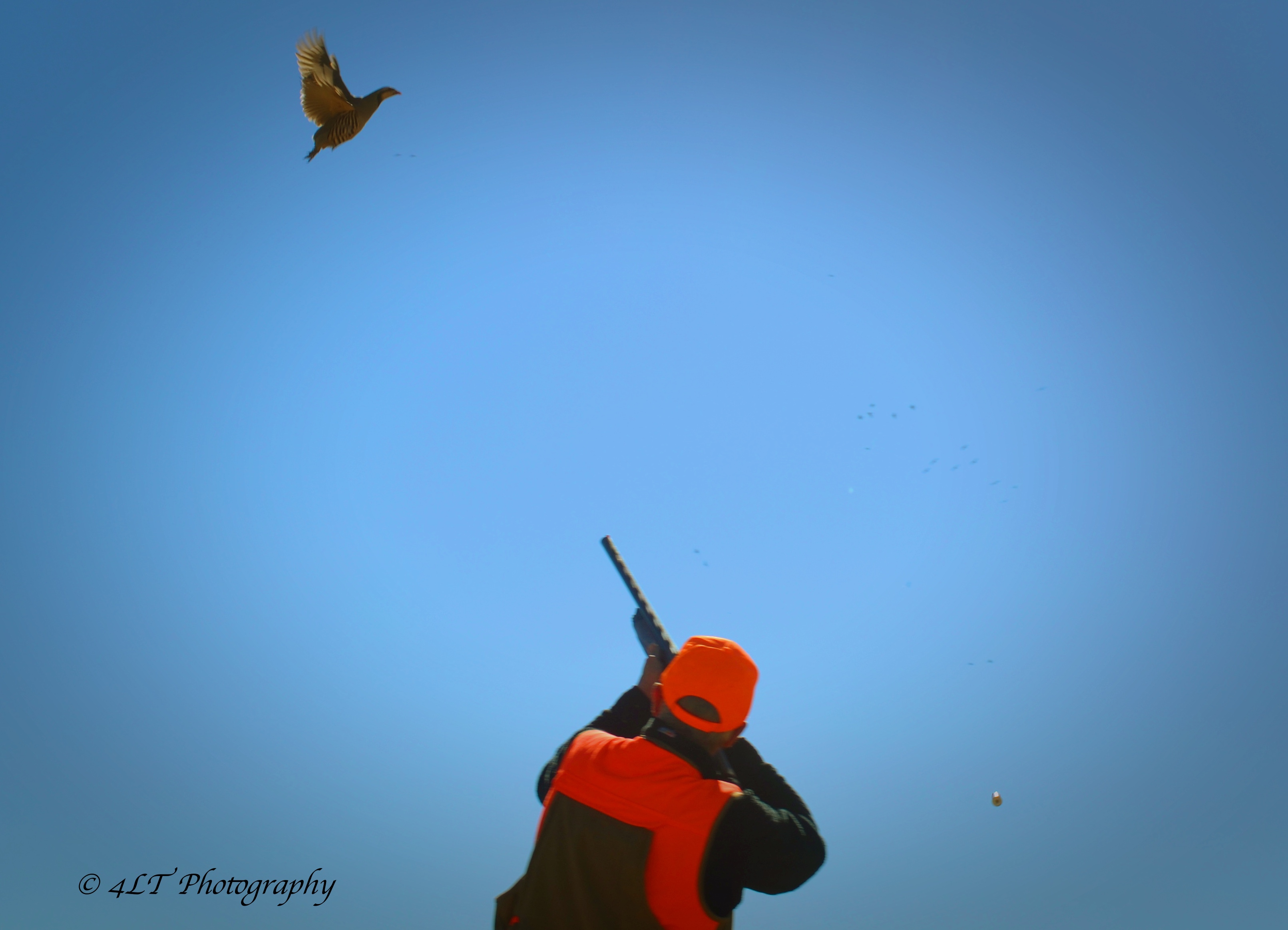 Bird Hunting - Tinnin Hunt Club