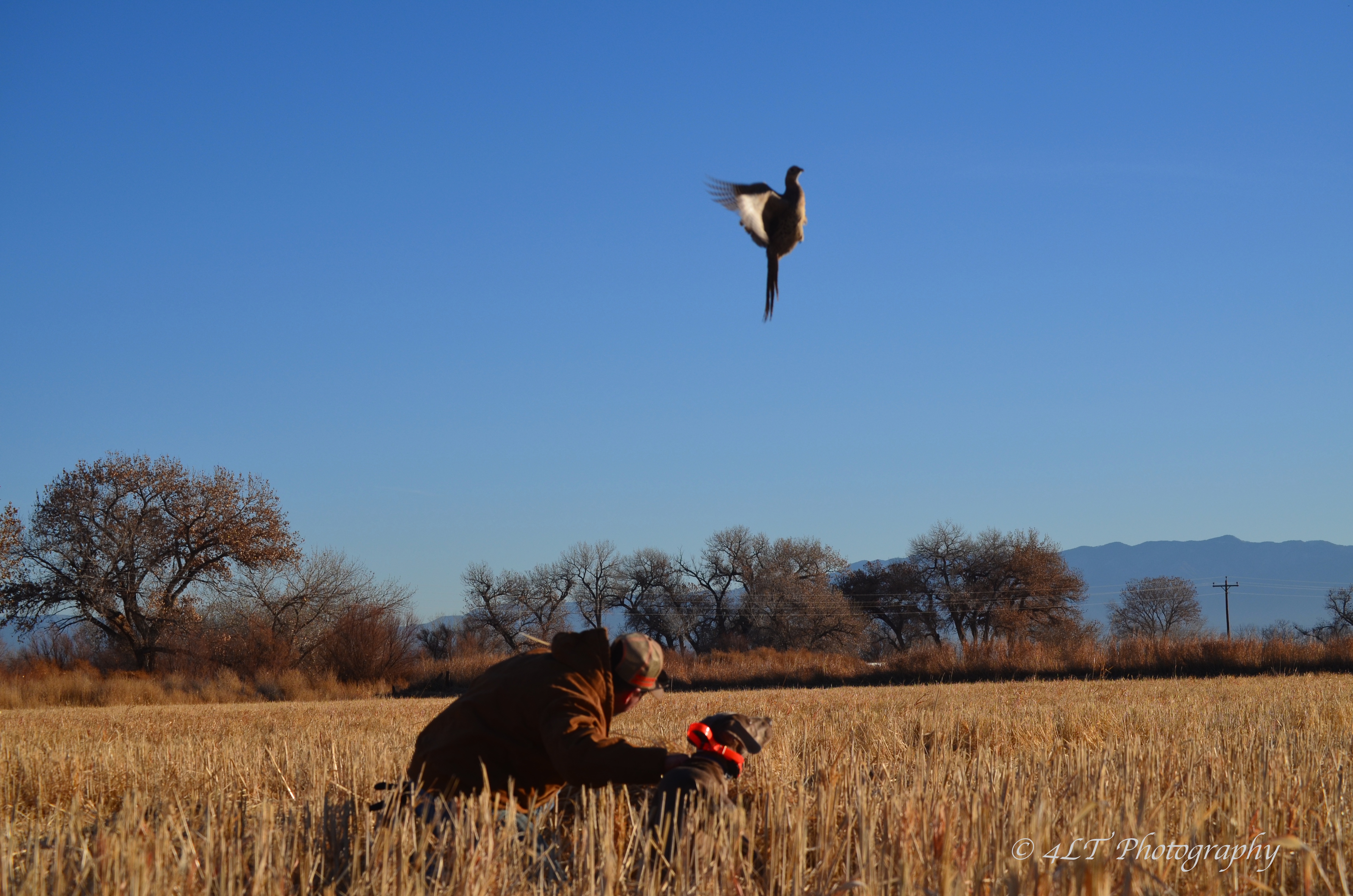 Bird Hunting - Tinnin Hunt Club