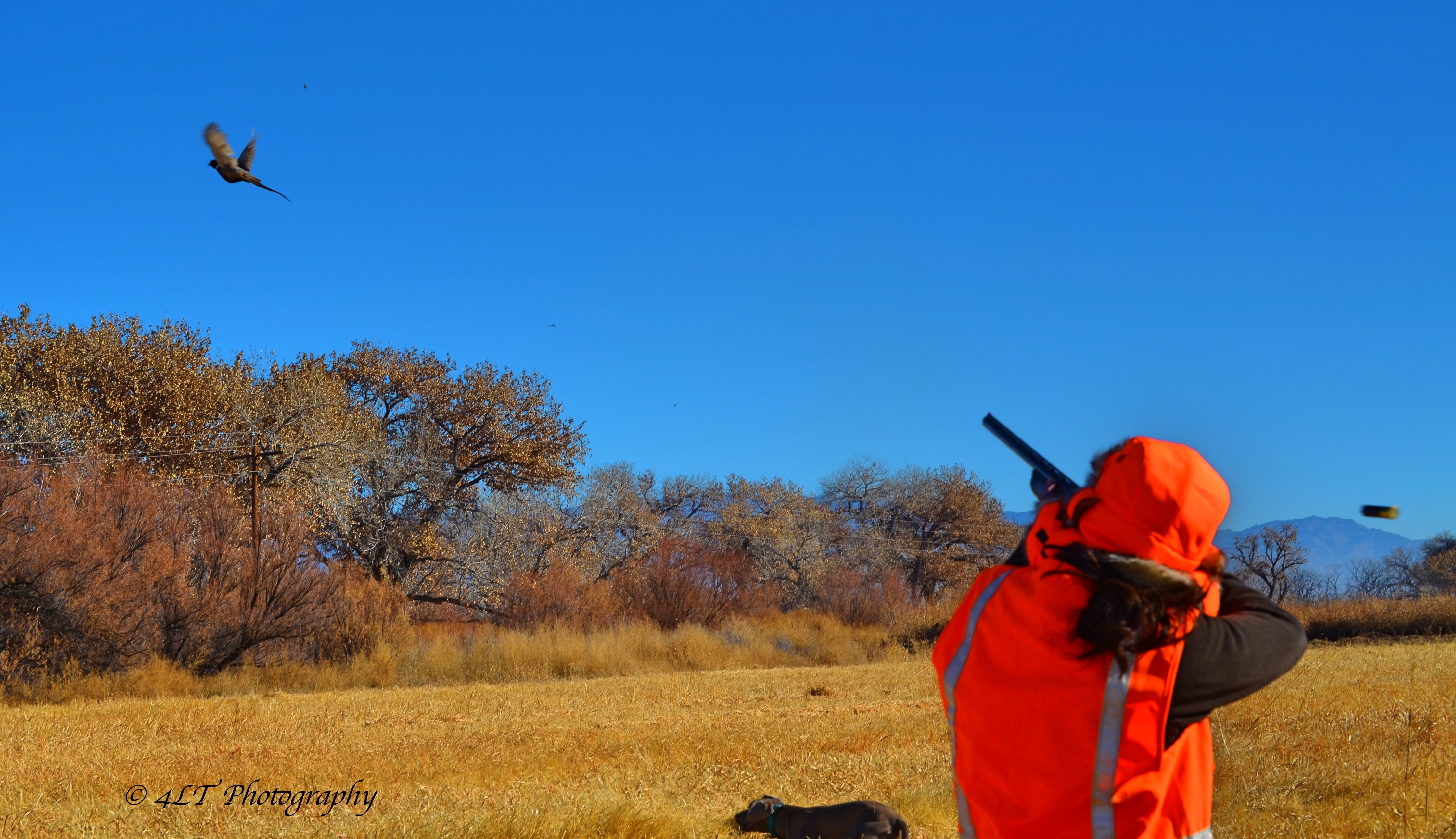 Bird Hunting – Tinnin Hunt Club