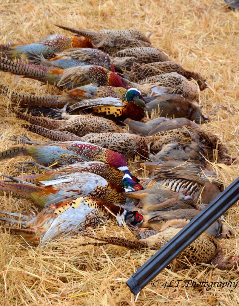Bird Hunting - Tinnin Hunt Club