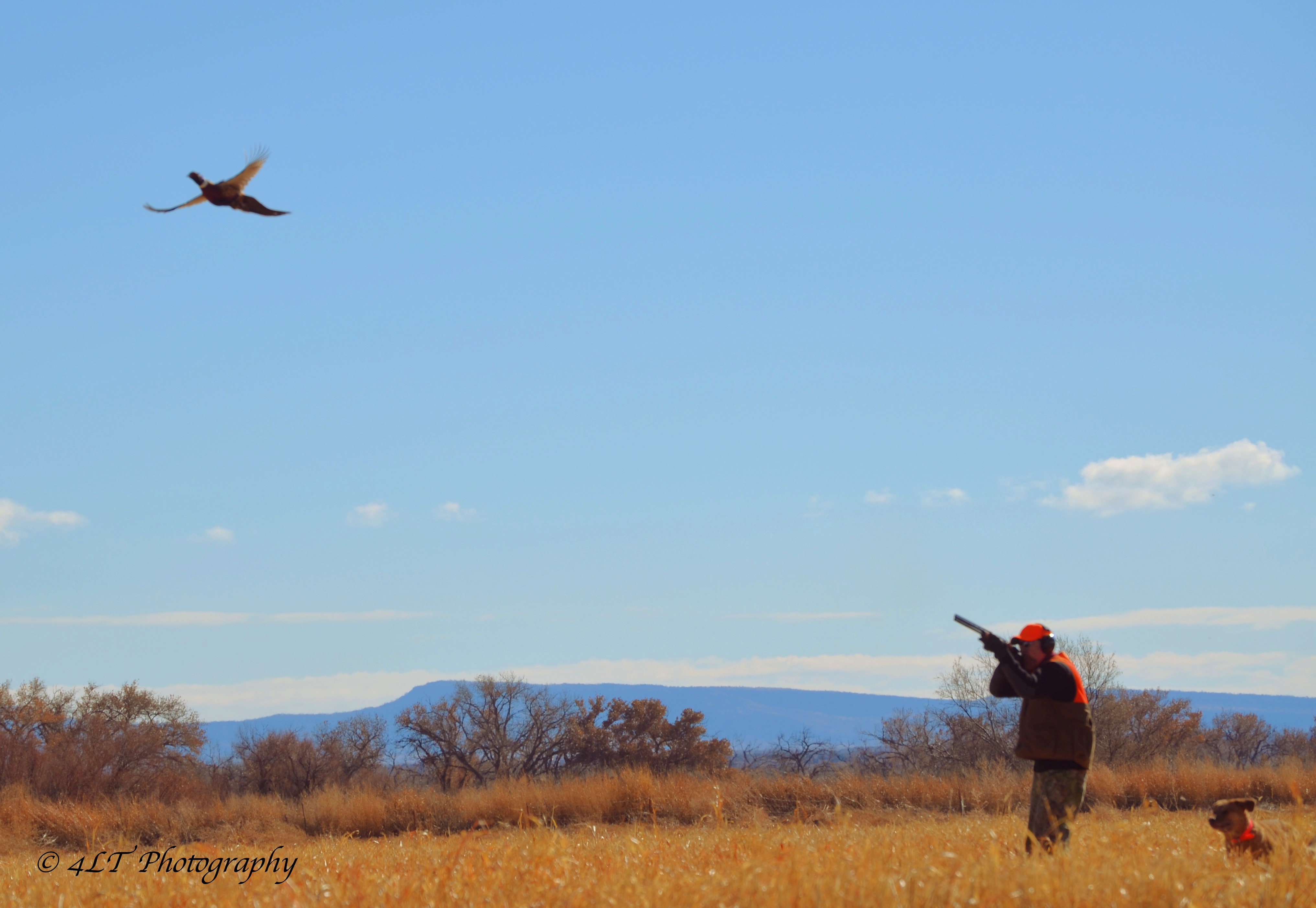 Bird Hunting - Tinnin Hunt Club