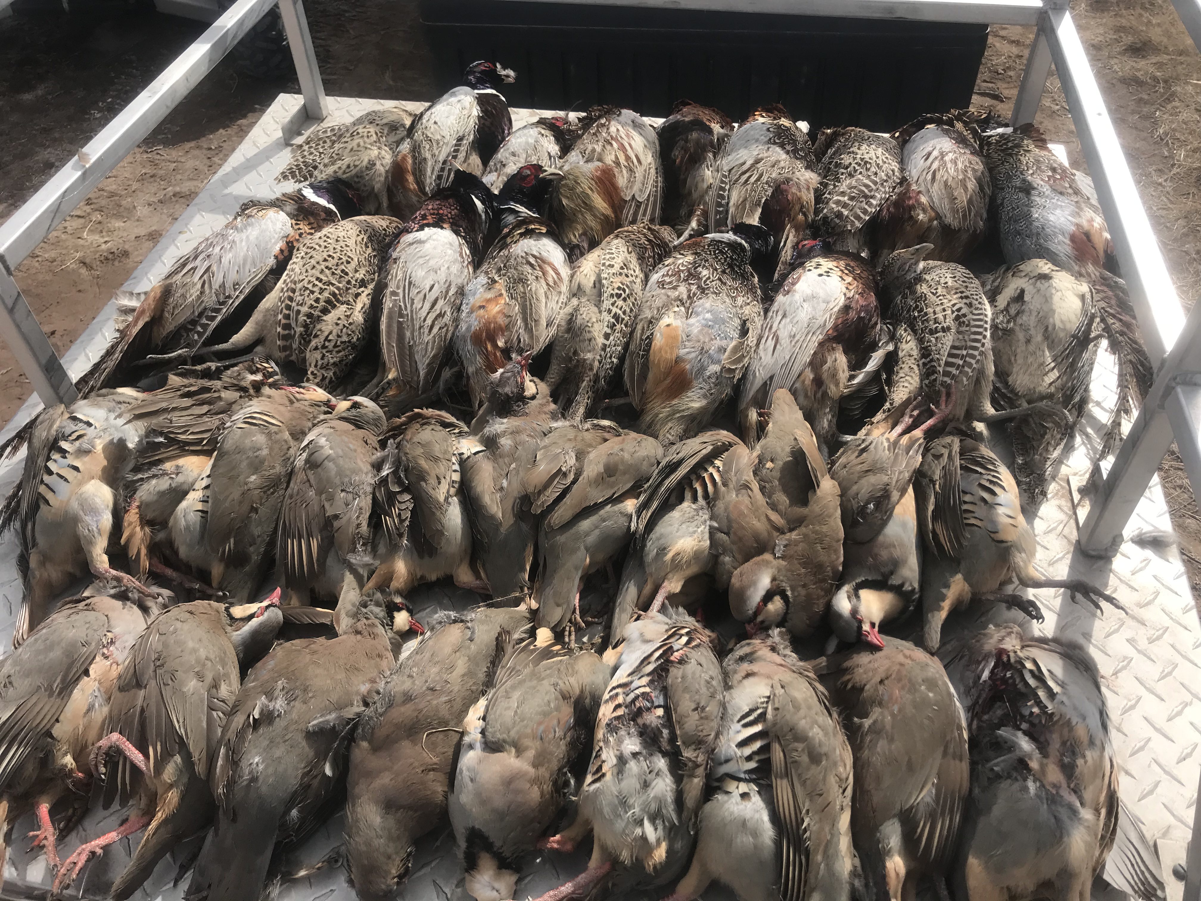 Bird Hunting – Tinnin Hunt Club